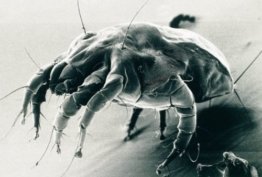 Milben Deutschlands größte und beste Milben Seite Ratgeber