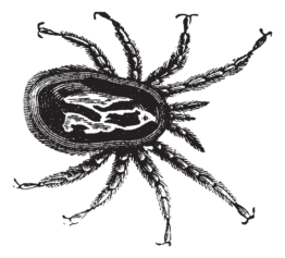 Rote Vogelmilbe – Dermanyssus gallinae - Milben-Profi.de